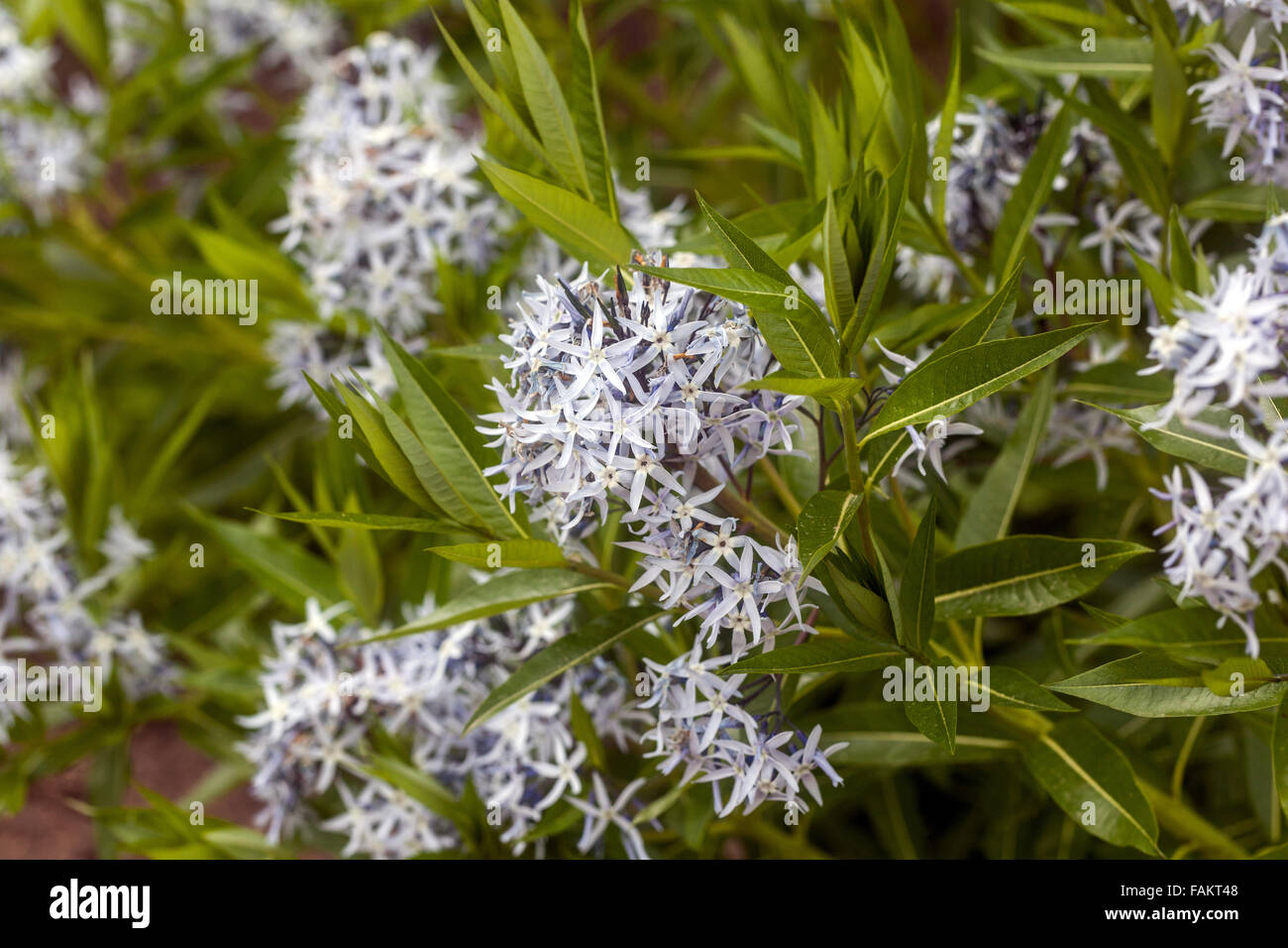 Narrow leaf blue star hi-res stock photography and images - Alamy