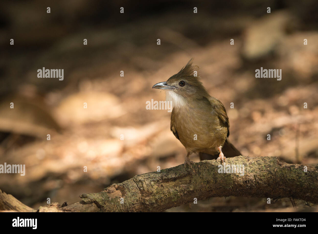 Ochraceous Bulbul (Alophoixus ochraceus) in Kaeng Krachan National Park ...