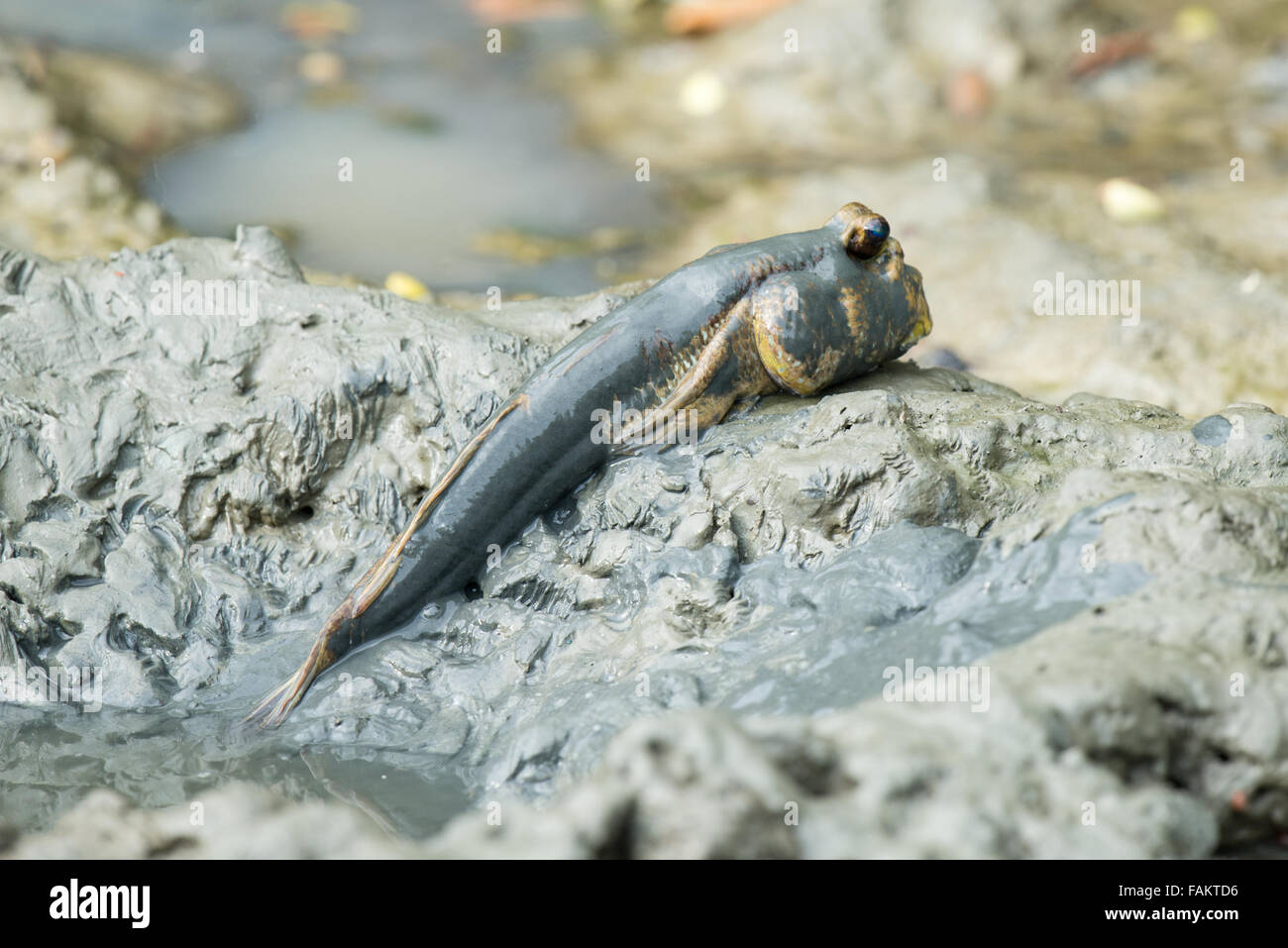 Mudskipper High Resolution Stock Photography and Images - Alamy