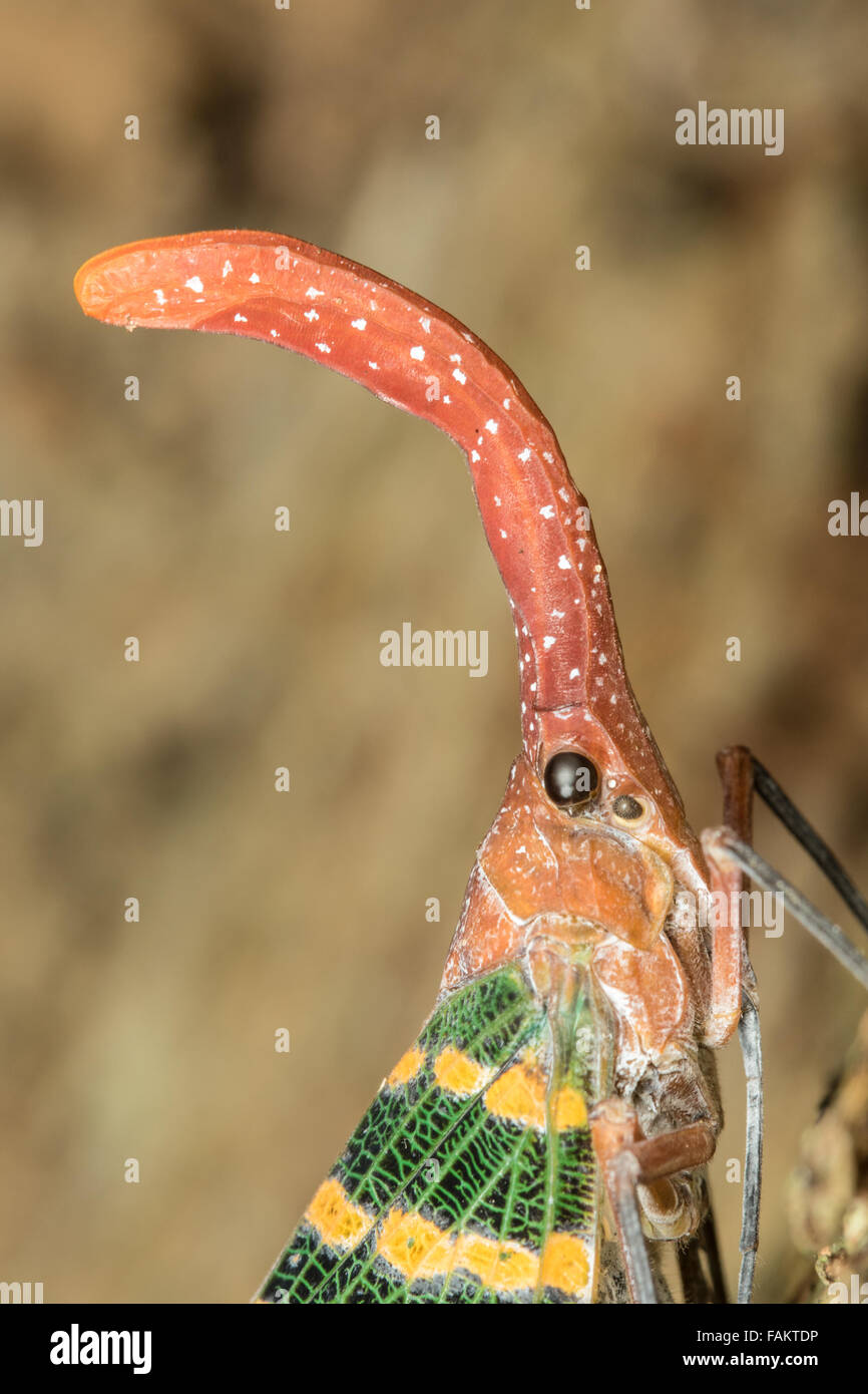 Thailand beetles hi-res stock photography and images - Alamy