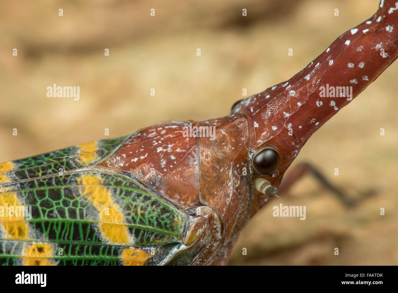 Pyrops karenia, Lantern Bug. Kaeng Krachan National Park, Thailand ...