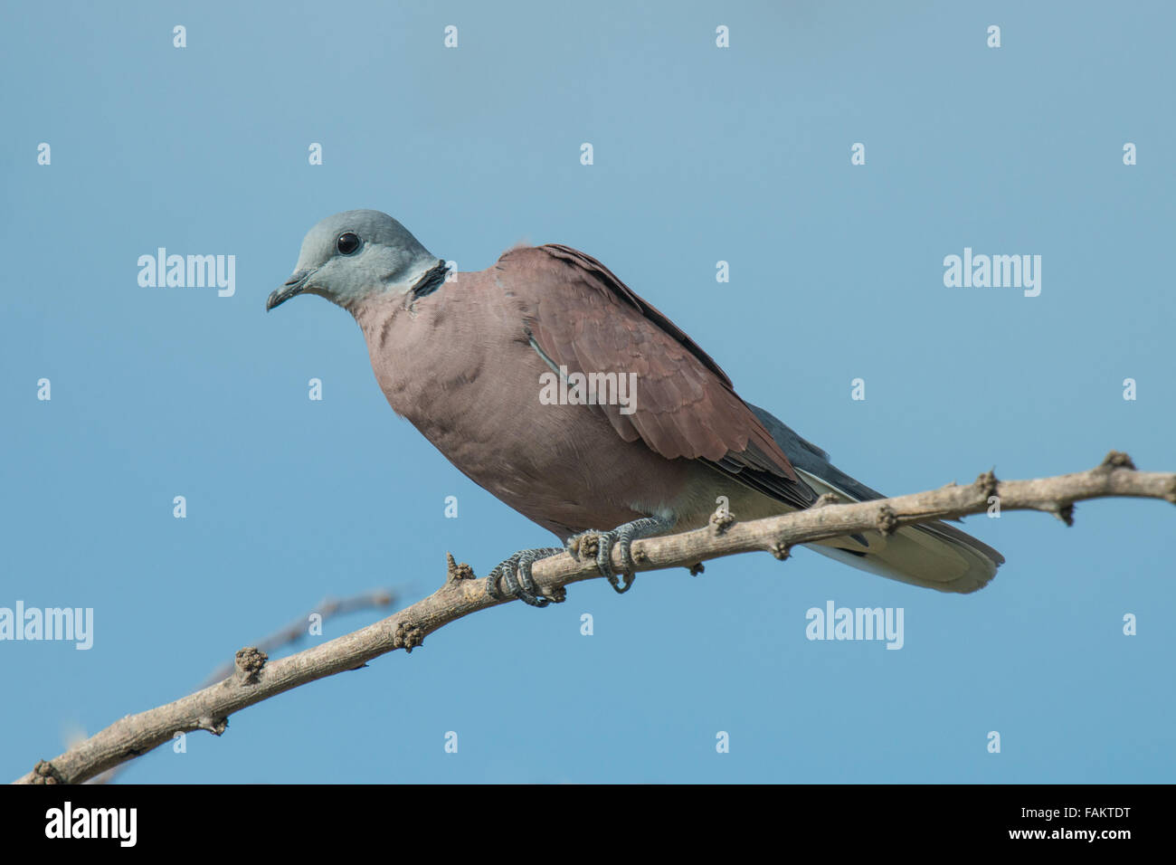 The red turtle dove (Streptopelia tranquebarica), also known as the red ...