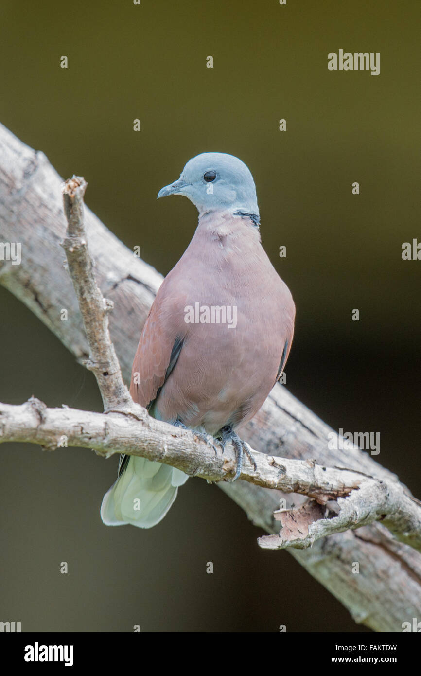 The red turtle dove (Streptopelia tranquebarica), also known as the red ...