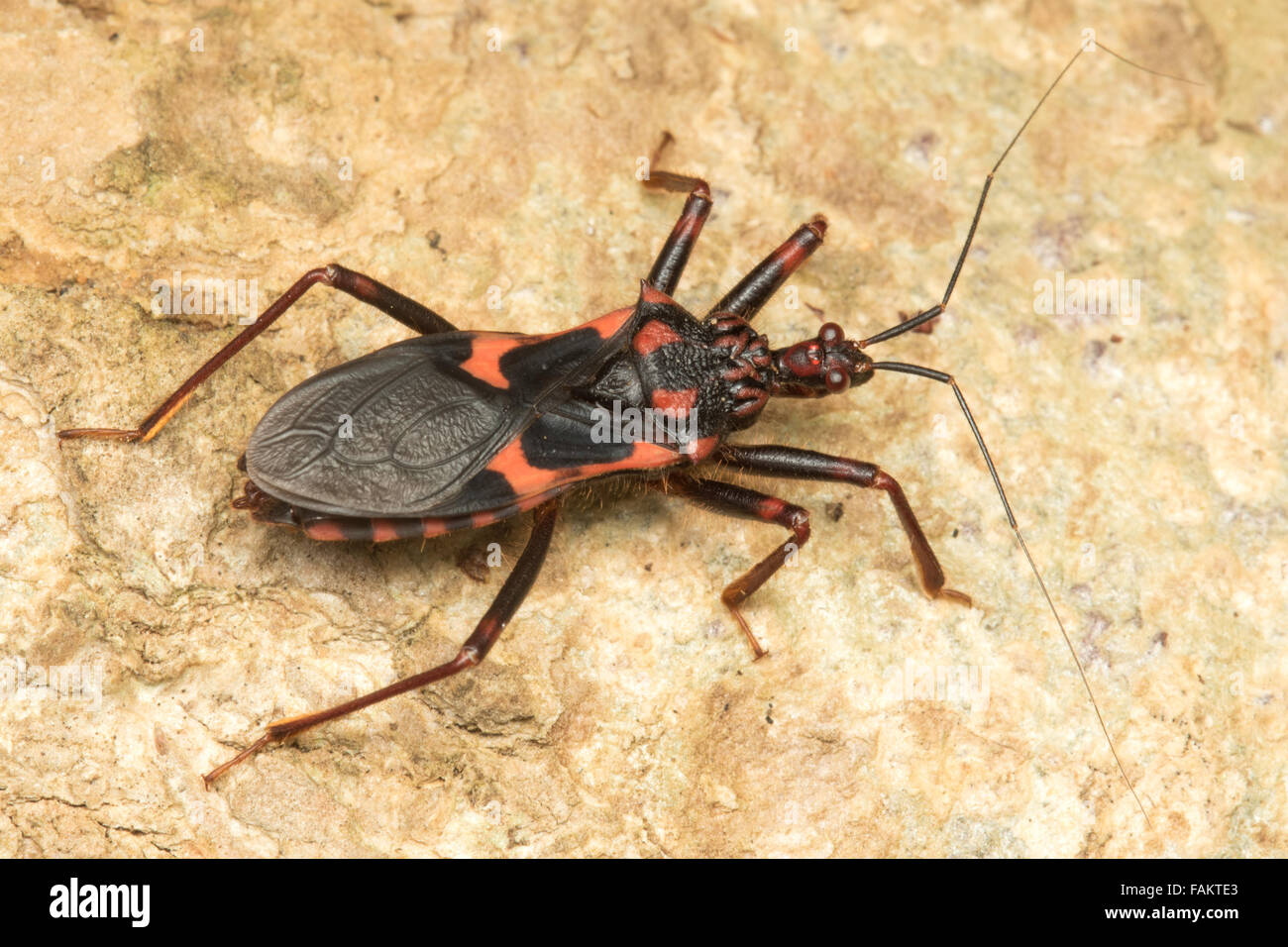 Reduviidae Assassin Bug In Pang Sida National Park Thailand Stock
