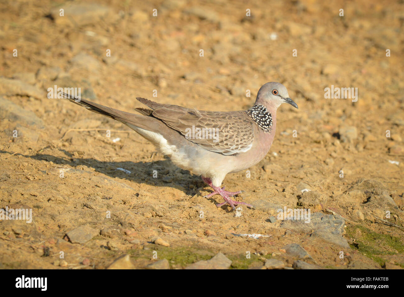 The spotted dove (Spilopelia chinensis) is a small and somewhat long ...