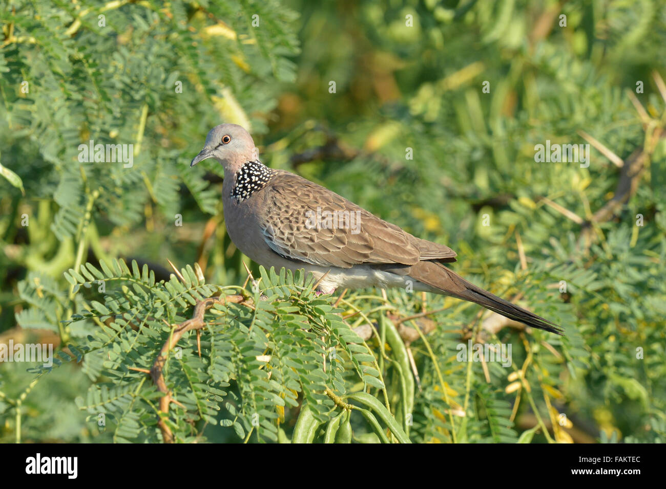 The spotted dove (Spilopelia chinensis) is a small and somewhat long ...