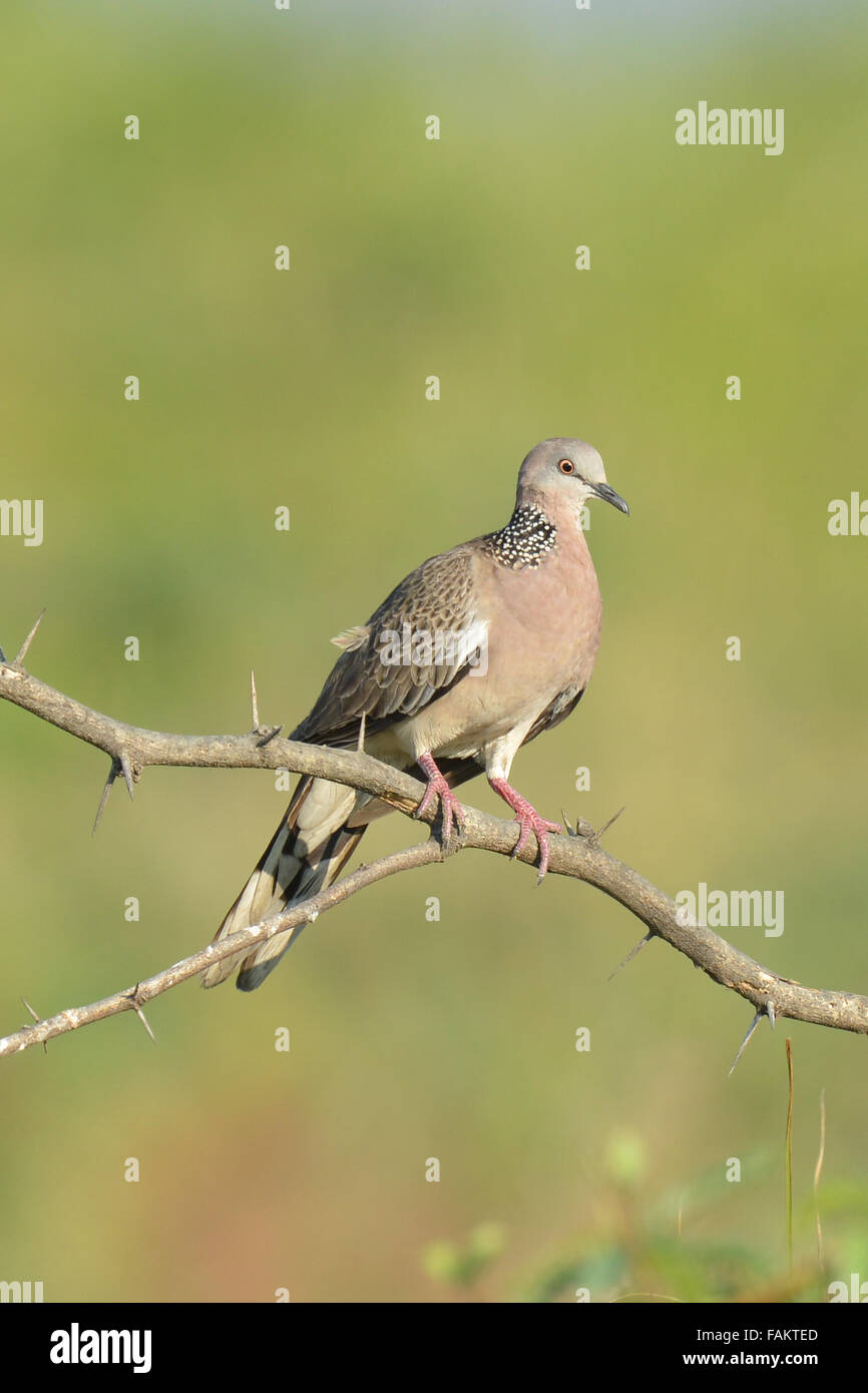 The spotted dove (Spilopelia chinensis) is a small and somewhat long ...