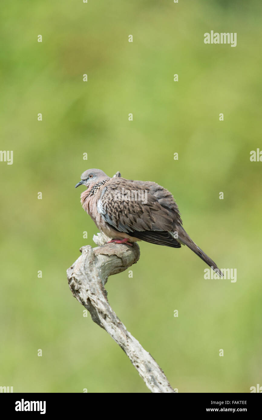 The spotted dove (Spilopelia chinensis) is a small and somewhat long ...