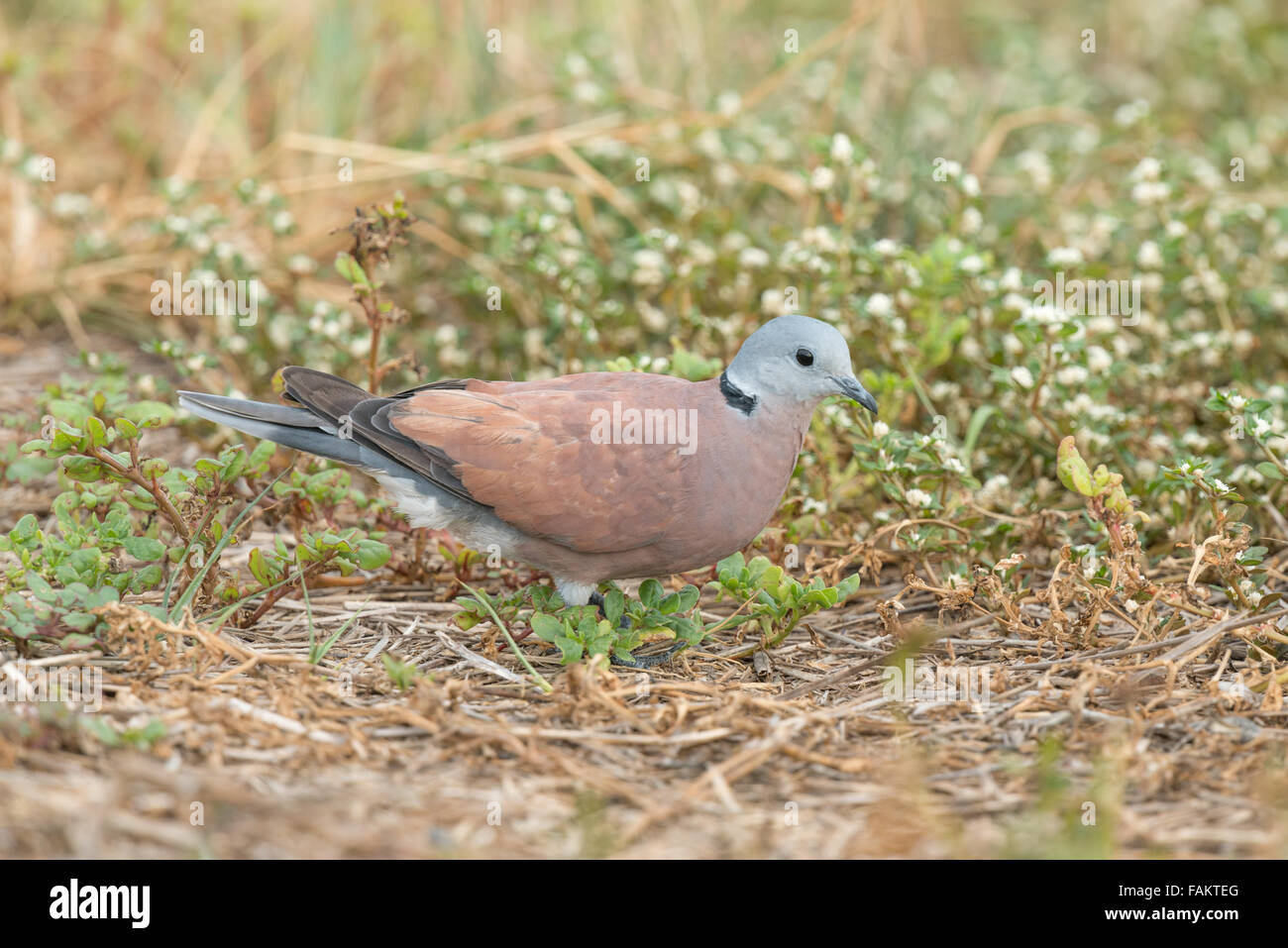 Red Turtle Dove High Resolution Stock Photography and Images - Alamy