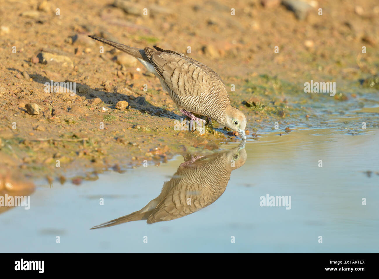 The zebra dove (Geopelia striata) also known as barred ground dove, is ...