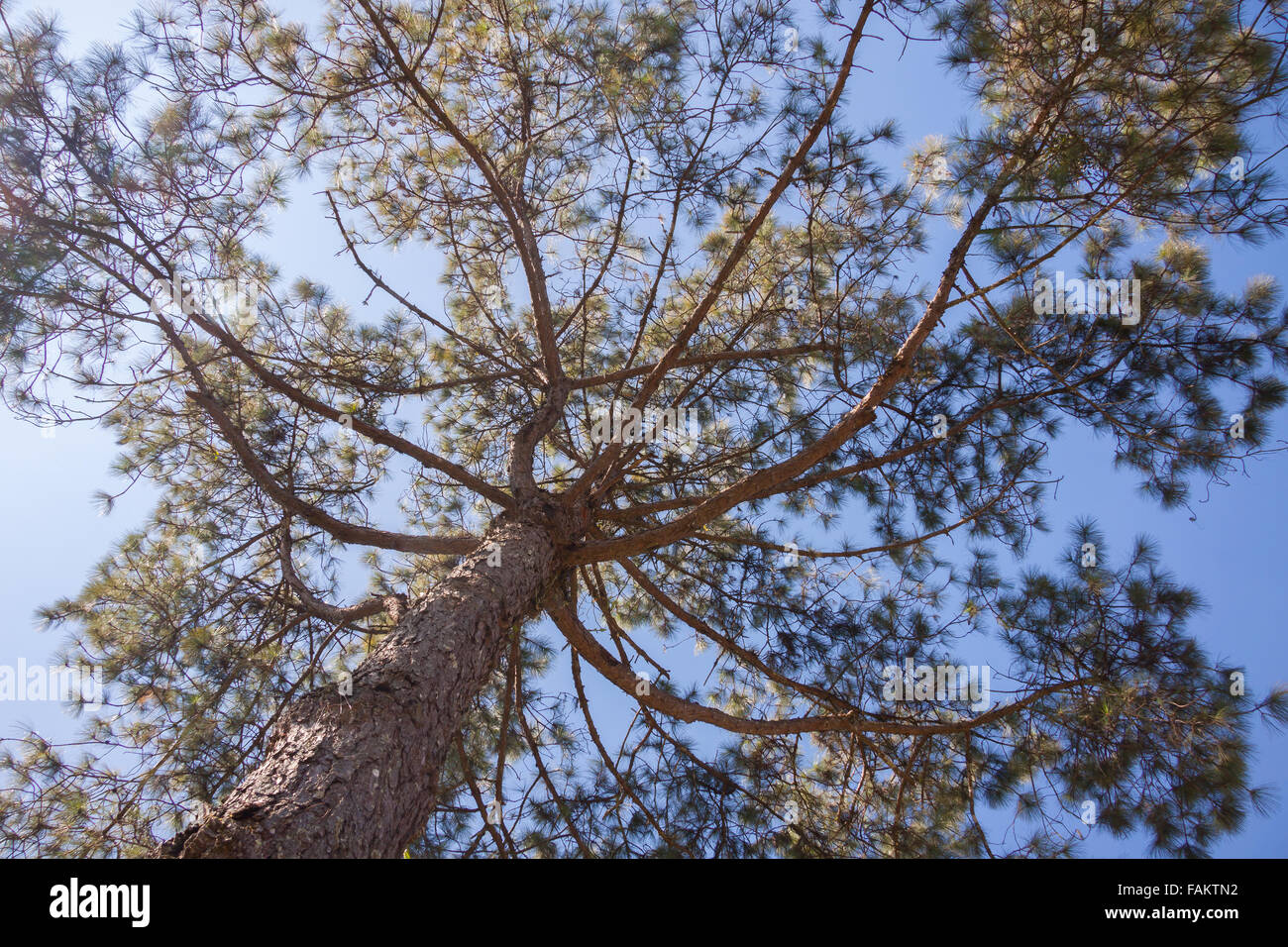 Beautiful pine tree branches hi-res stock photography and images - Alamy