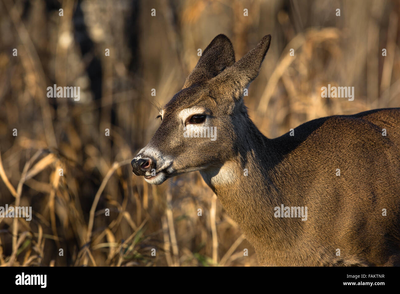 Whitetail deer up close hi-res stock photography and images - Alamy