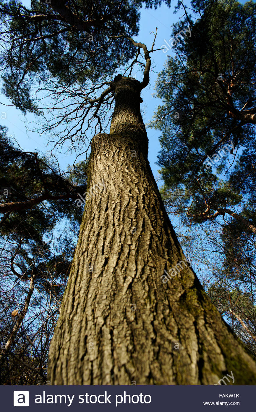 Sophora Japonica Stock Photos & Sophora Japonica Stock Images - Alamy