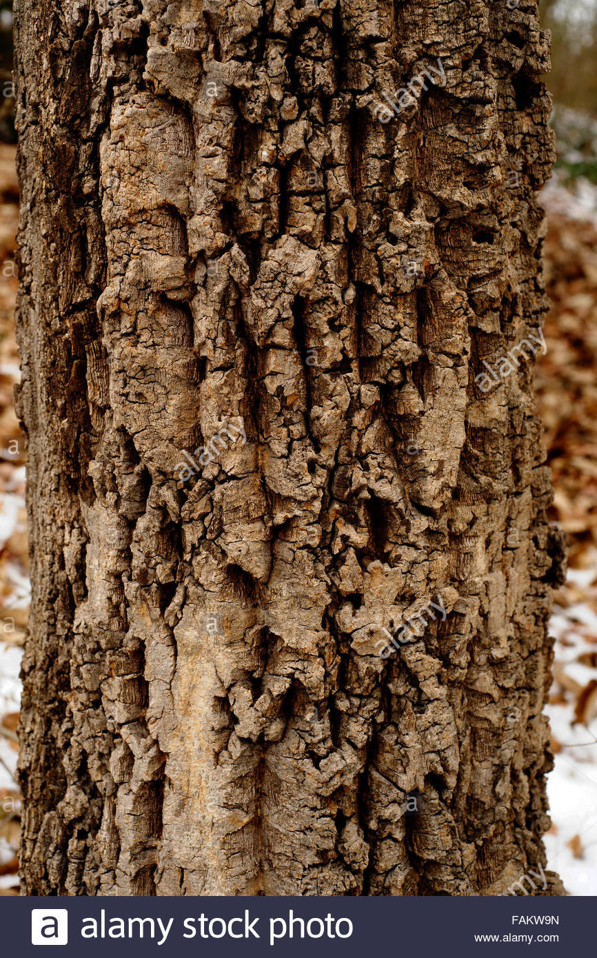 Bark Of The Cork Stock Photos & Bark Of The Cork Stock Images - Alamy