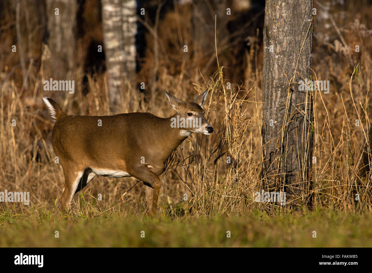 White tail deer outside hi-res stock photography and images - Alamy