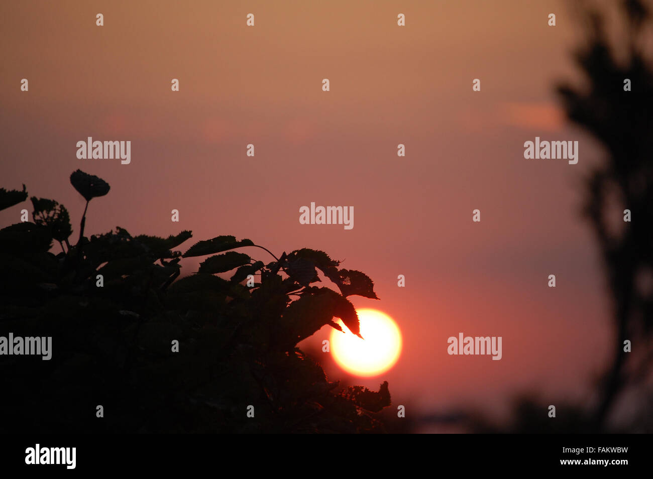 Perfect circle tree hi-res stock photography and images - Alamy