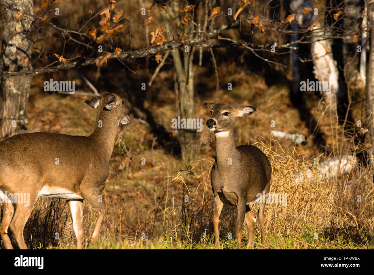 Whitetail ears back hi-res stock photography and images - Alamy