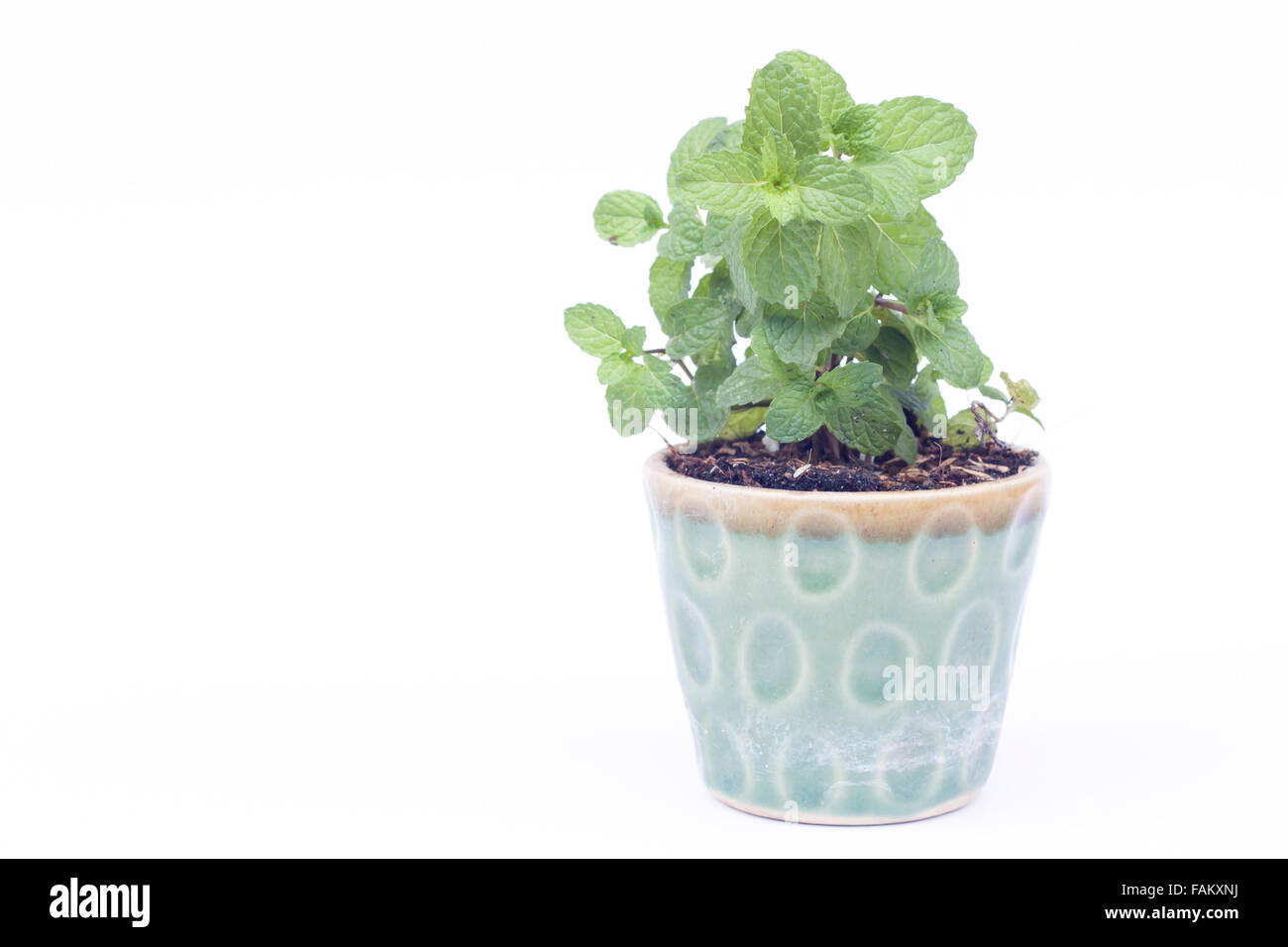 Potted plant photo Cut Out Stock Images & Pictures - Alamy