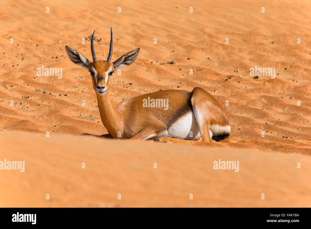 Sand Gazelle at Al Maha Desert Resort, UAE Stock Photo - Alamy
