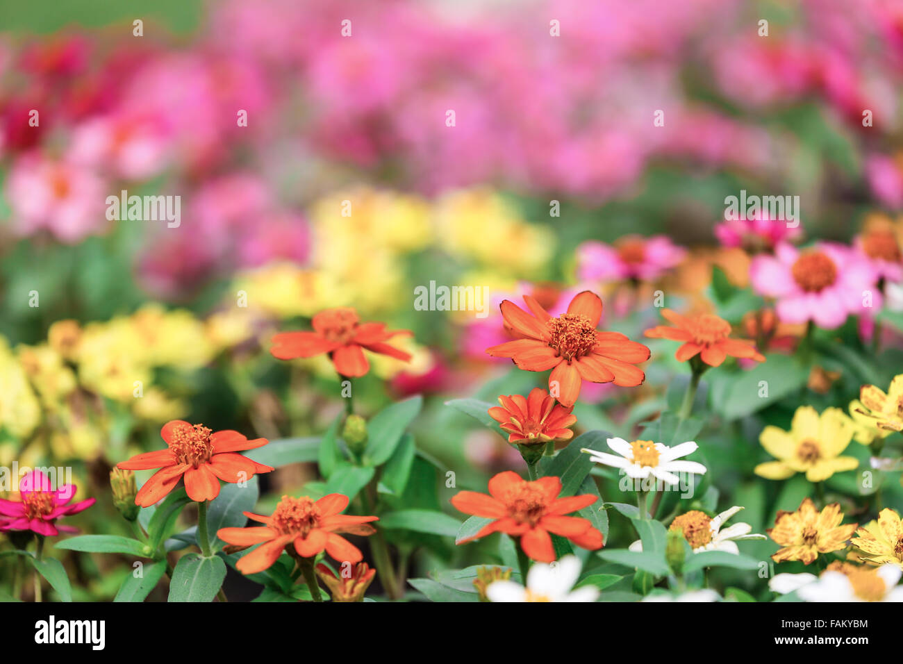 Colorful daisy flowers hi-res stock photography and images - Alamy