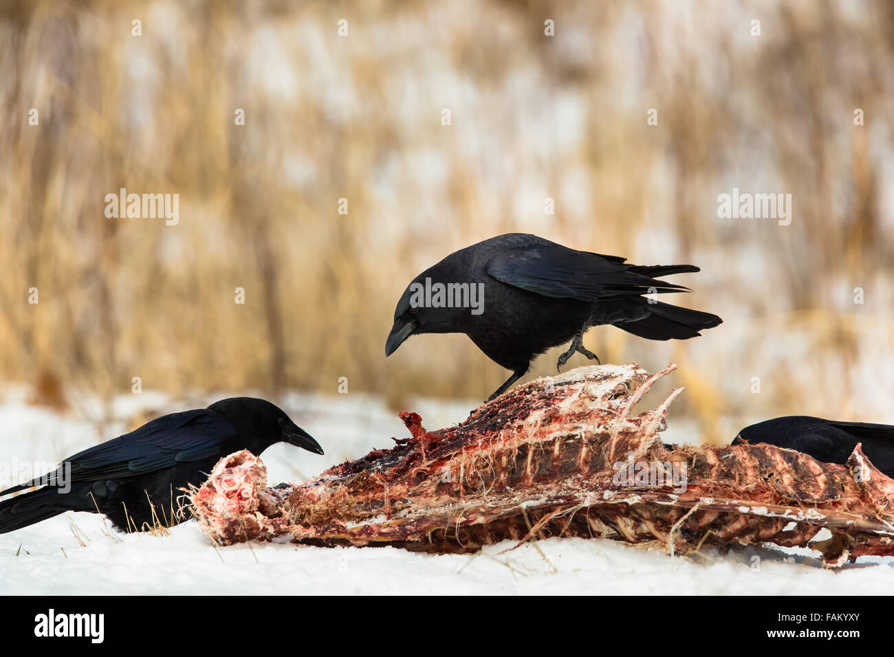 American Crow Feeding High Resolution Stock Photography and Images - Alamy