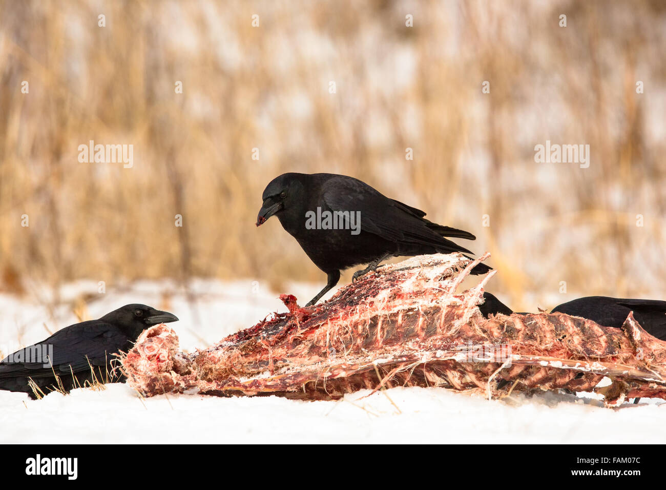 Animal rib cage hi-res stock photography and images - Alamy