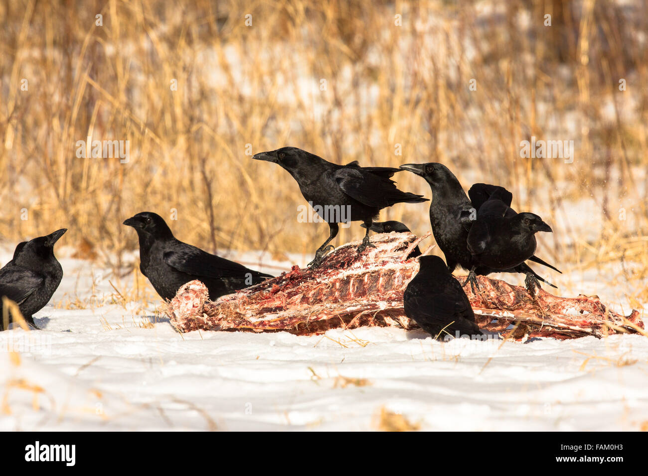 American Crow Corvus Brachyrhynchos Adult High Resolution Stock ...