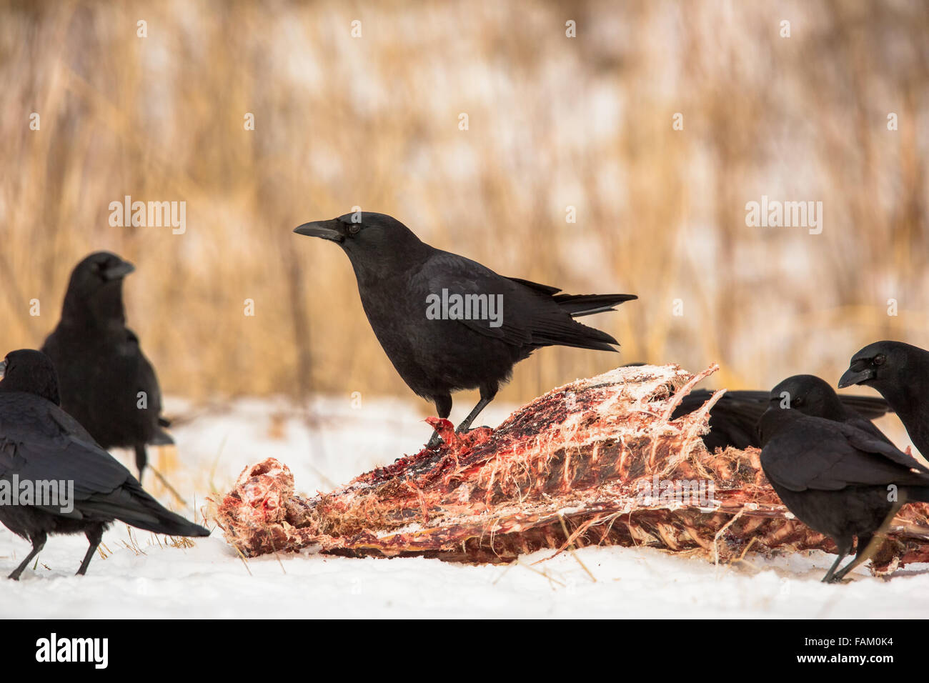 Wild north american animal cage hi-res stock photography and images - Alamy