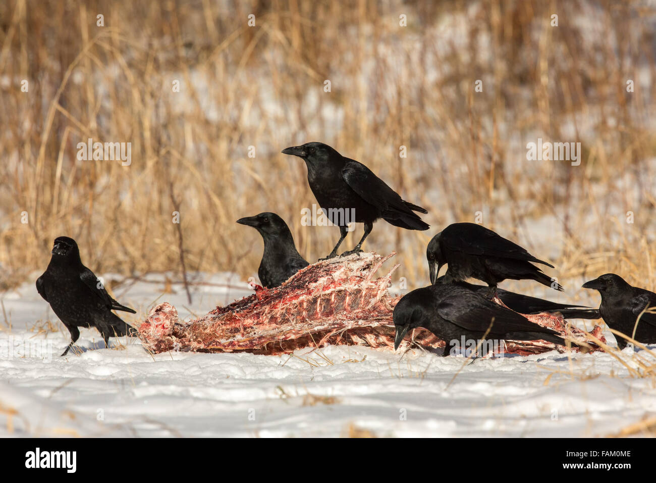 Wild north american animal cage hi-res stock photography and images - Alamy