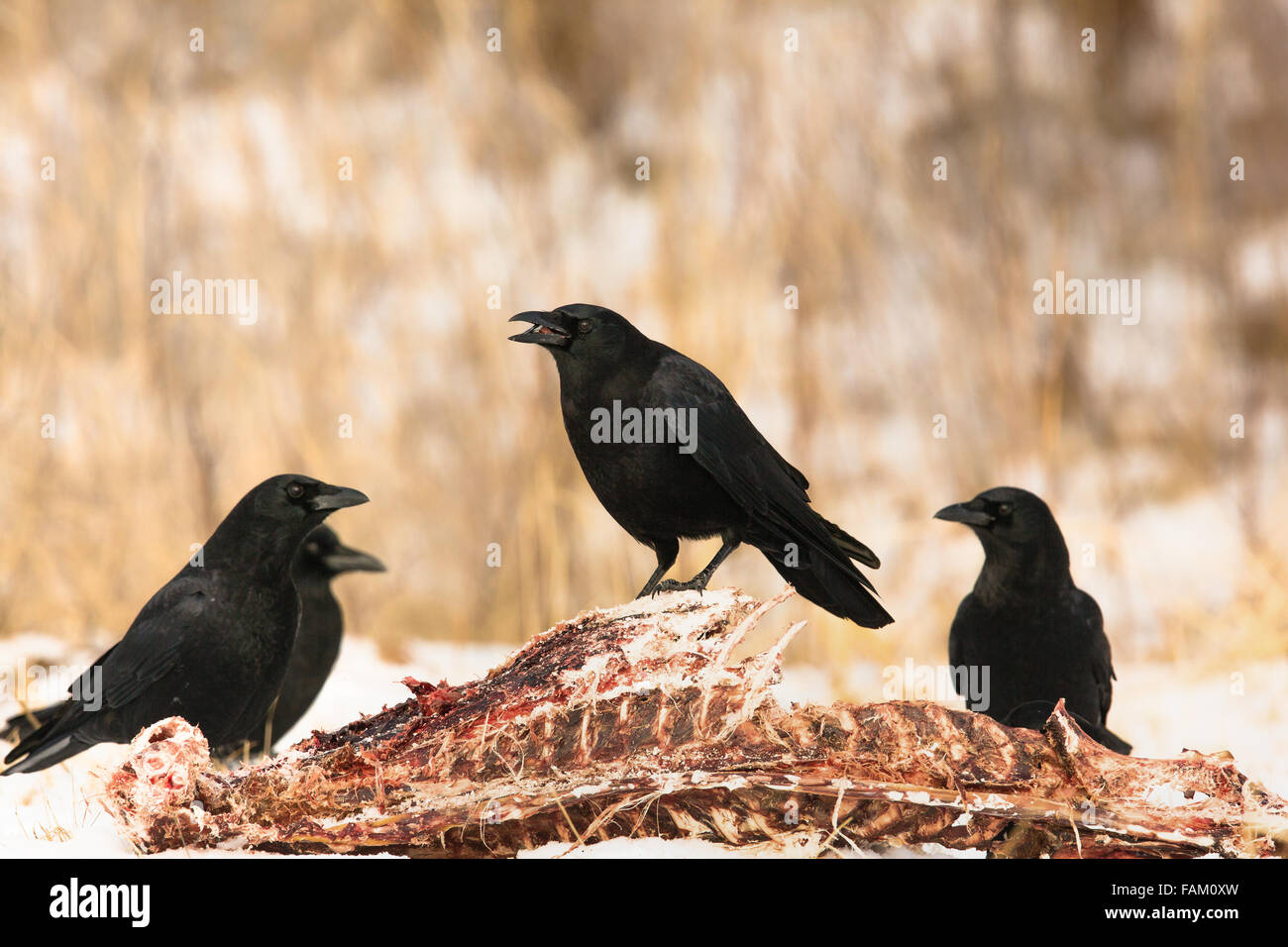 American Crow Corvus Brachyrhynchos Adult High Resolution Stock ...