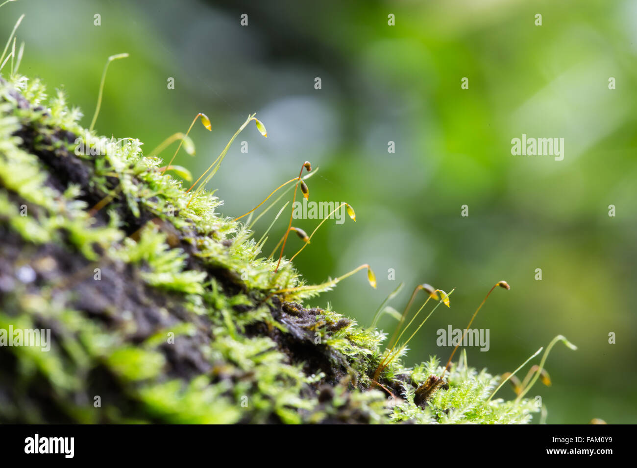 Mountain fern moss hi-res stock photography and images - Alamy