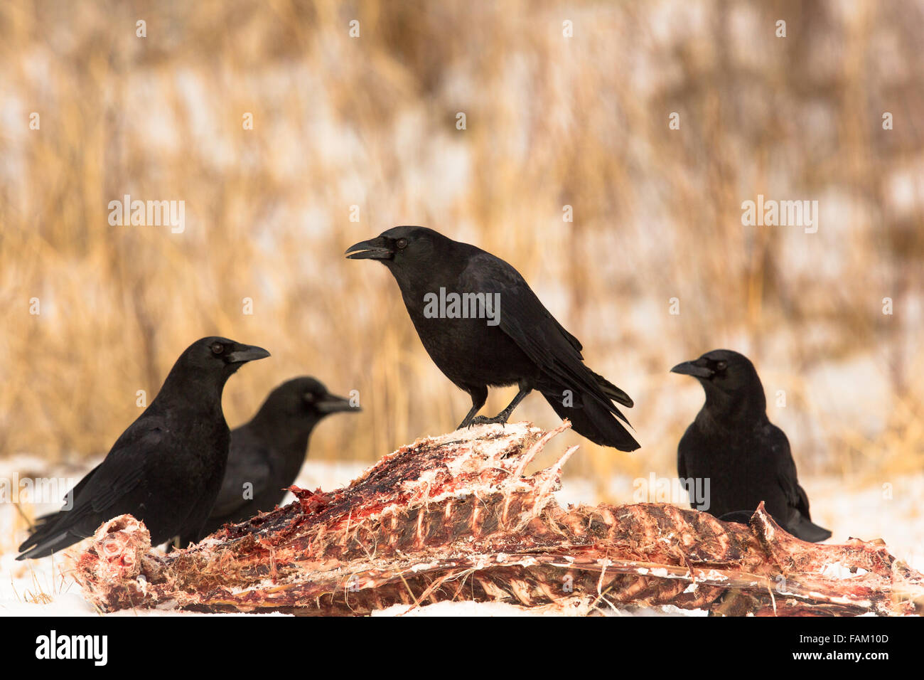 Wild north american animal cage hi-res stock photography and images - Alamy