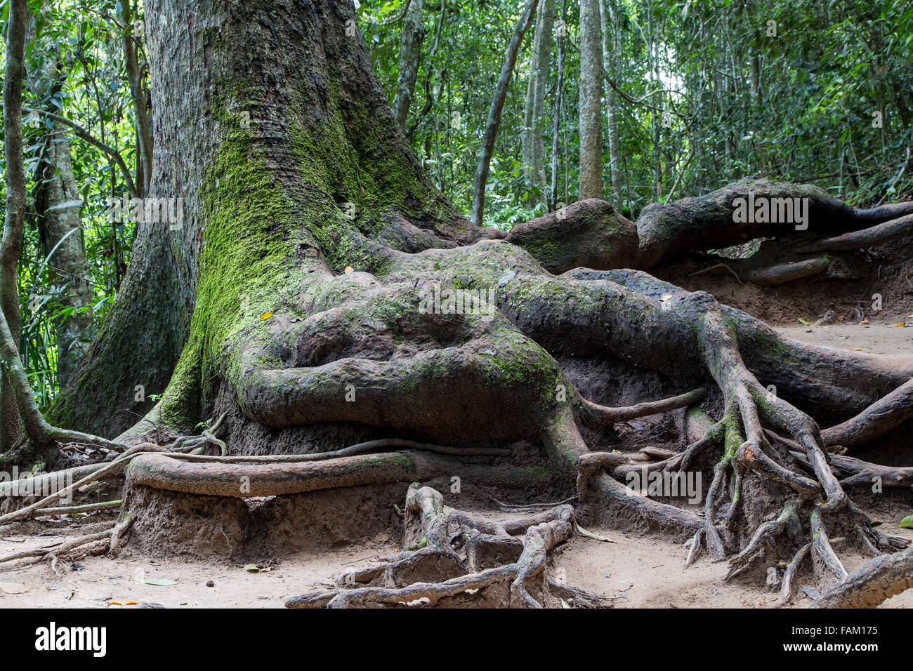 The root of big tree in tropical rainy forest Stock Photo - Alamy