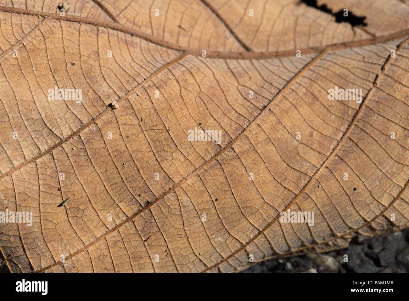 Old leaf hi-res stock photography and images - Alamy
