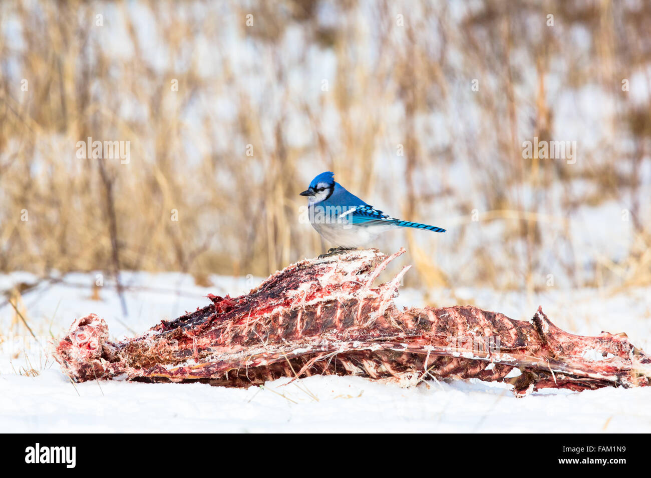 Blue jay feeding on white-tailed deer rib cage Stock Photo - Alamy