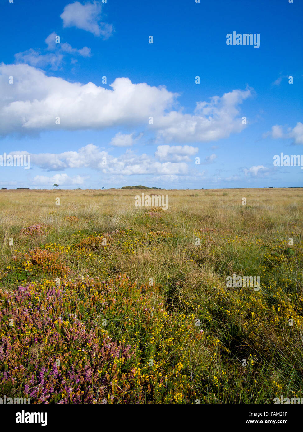 Goonhilly Downs, The Lizard National Nature Reserve, Lizard Peninsula ...