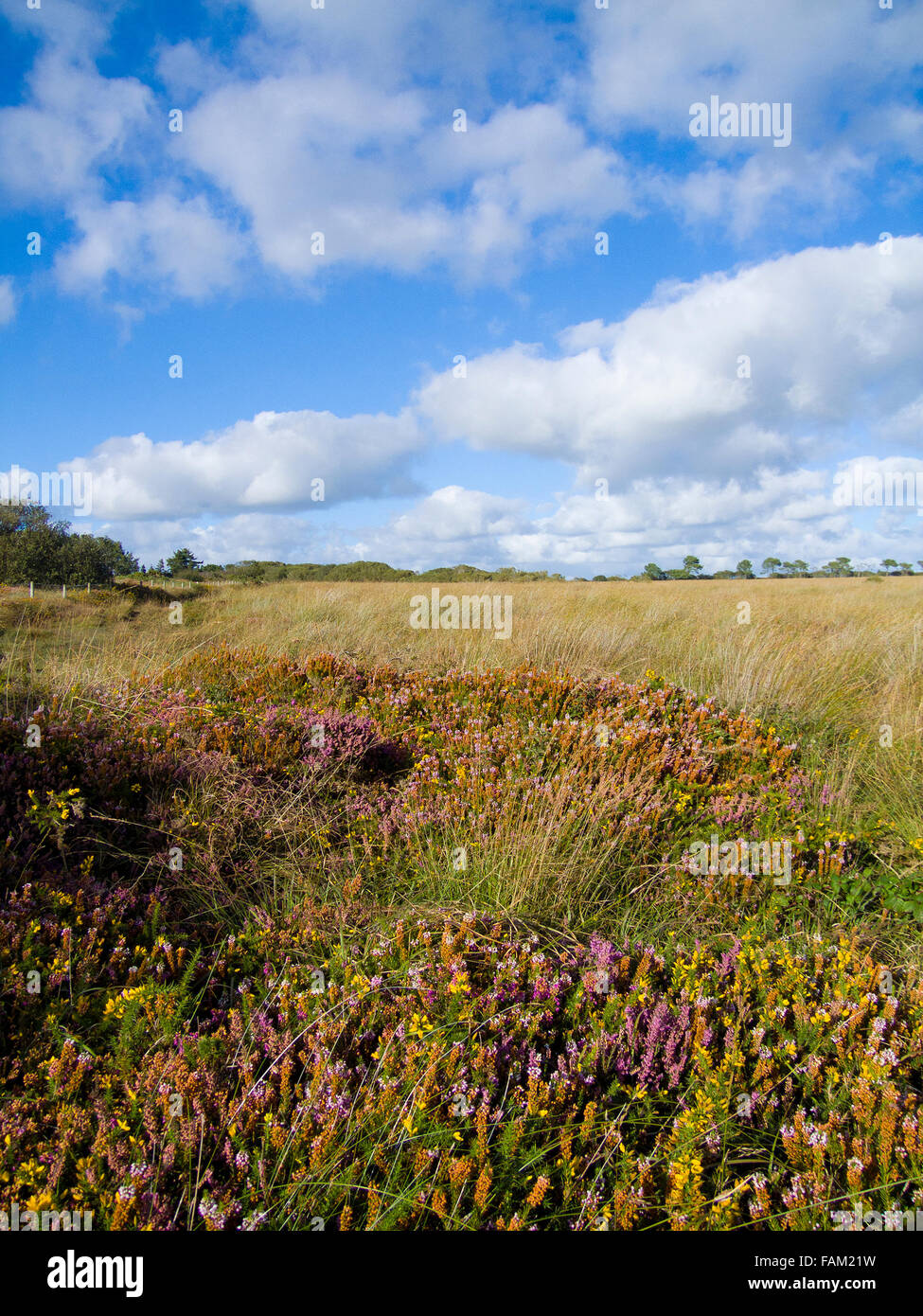 Goonhilly Downs, The Lizard National Nature Reserve, Lizard Peninsula ...