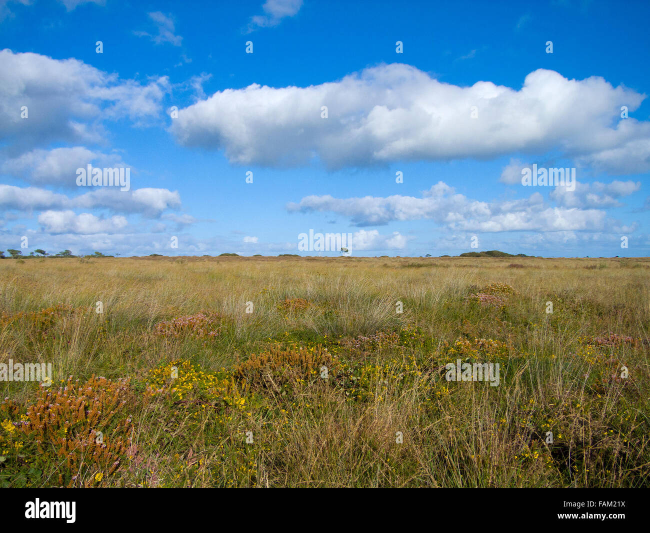 Goonhilly Downs, The Lizard National Nature Reserve, Lizard Peninsula ...