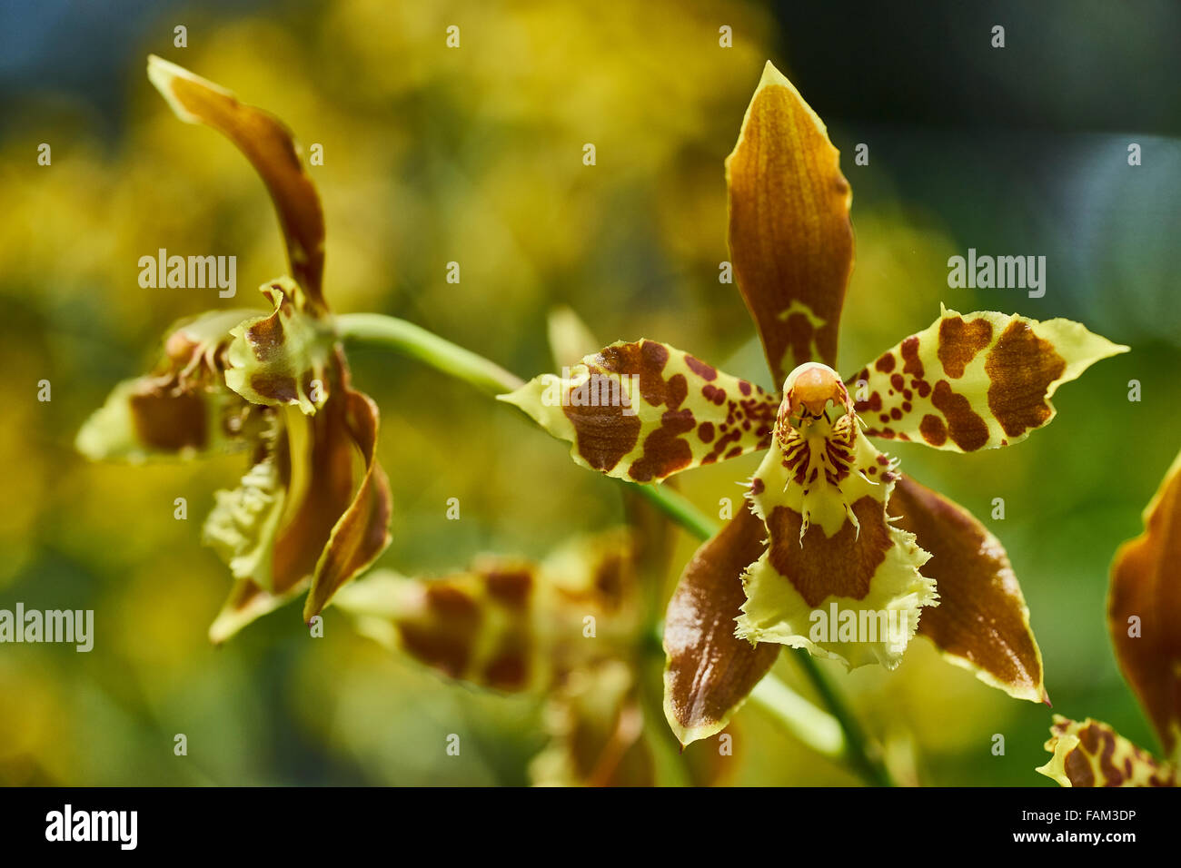 Odontocidium orchid in flower Stock Photo - Alamy