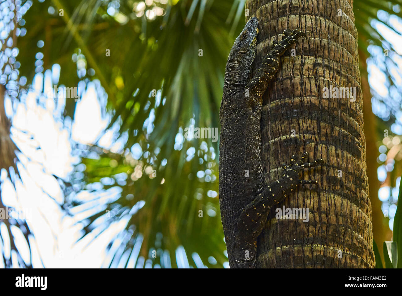 Australian lace monitor lizard Stock Photo - Alamy