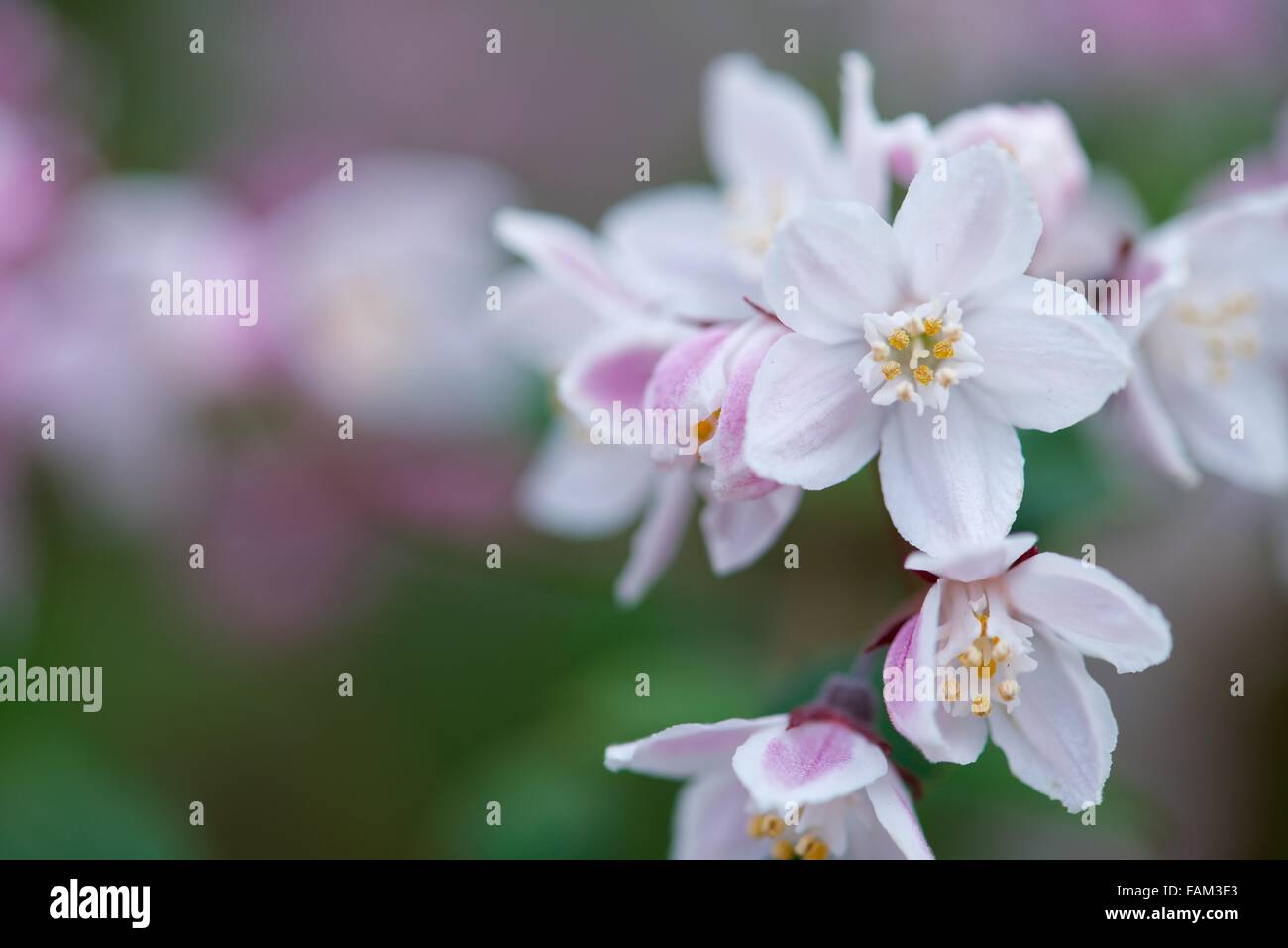Deutzia x hybrida 'Mont Rose' summer flowering shrub Stock Photo - Alamy