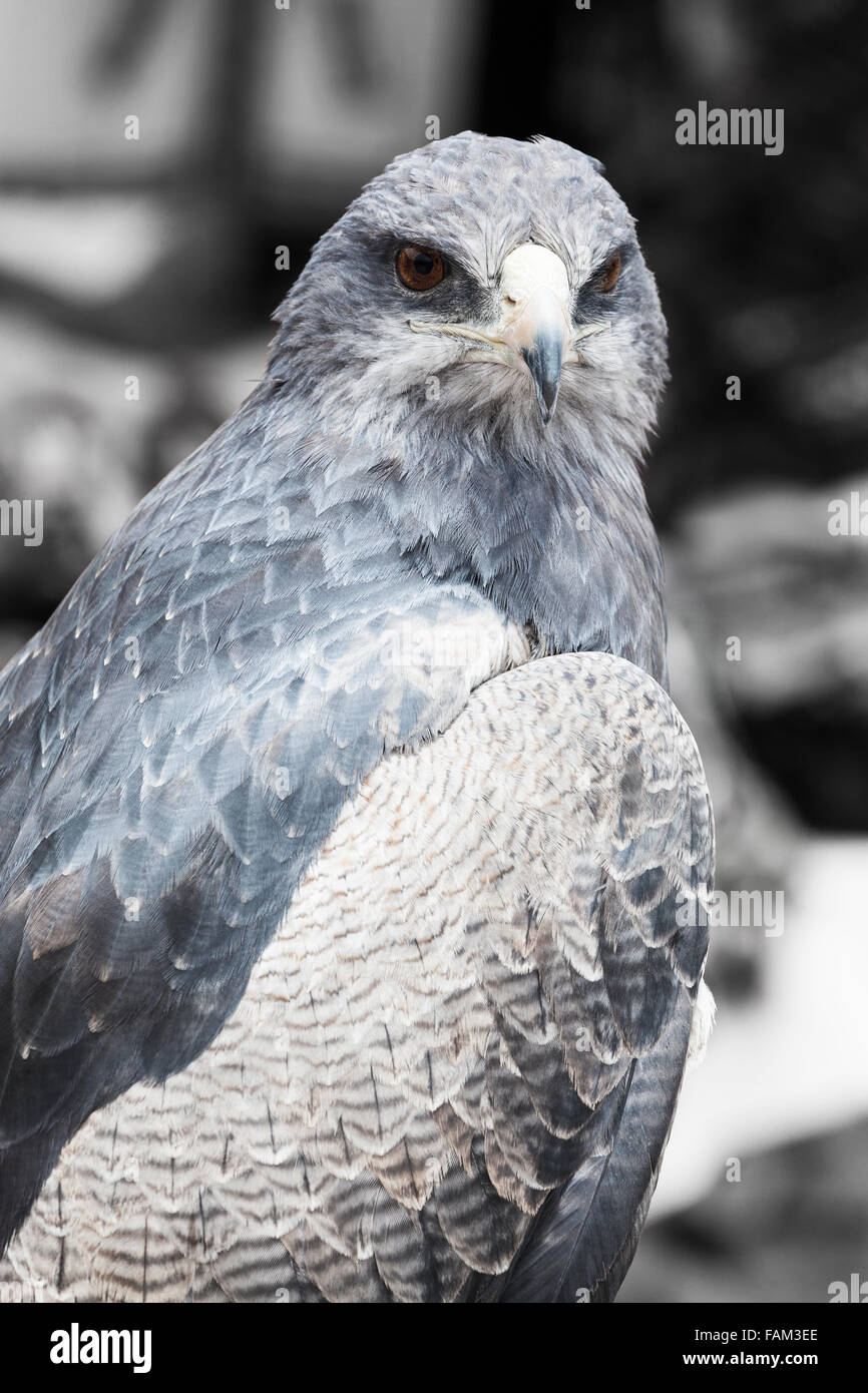 beautiful bird of prey close up Stock Photo - Alamy