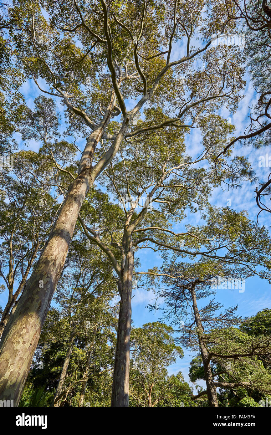 Branches eucalyptus gum tree hi-res stock photography and images - Alamy