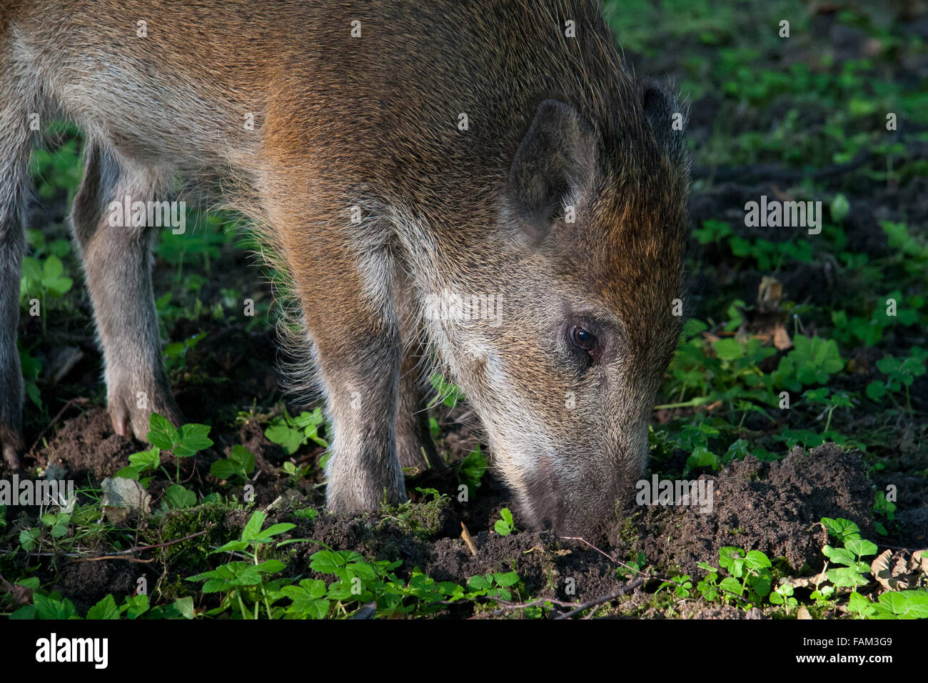 Digging in ground hi-res stock photography and images - Alamy