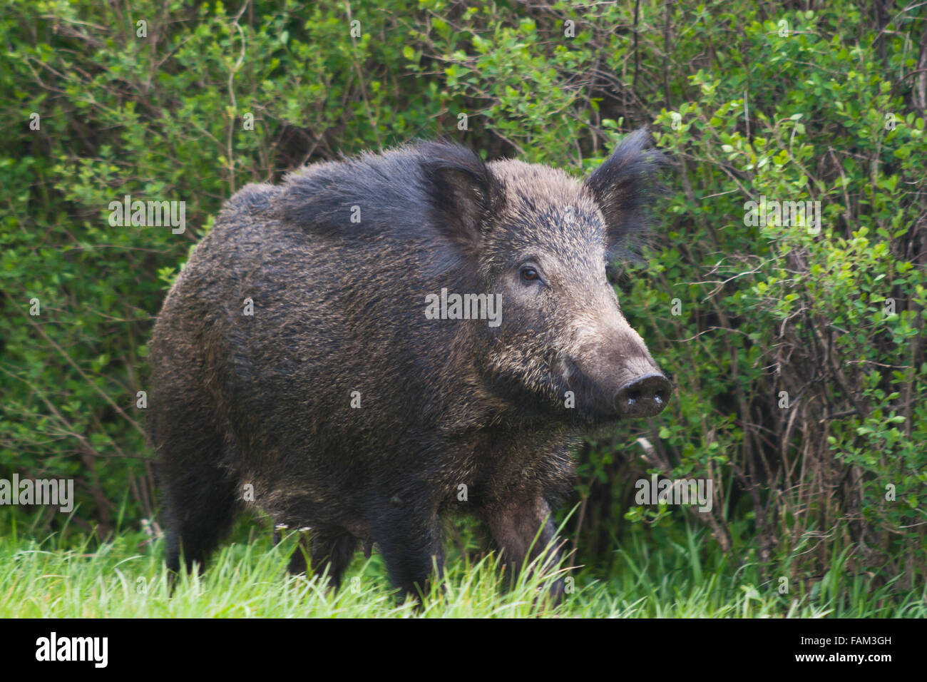 Female boar hi-res stock photography and images - Alamy