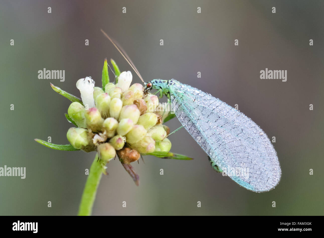 Green Lacewing, Chrysopa perla on a flower Stock Photo - Alamy