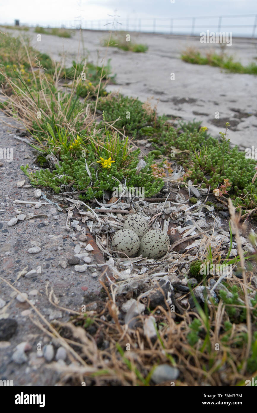 Little Ringed Plover, Charadrius dubius nest with eggs in industrial ...