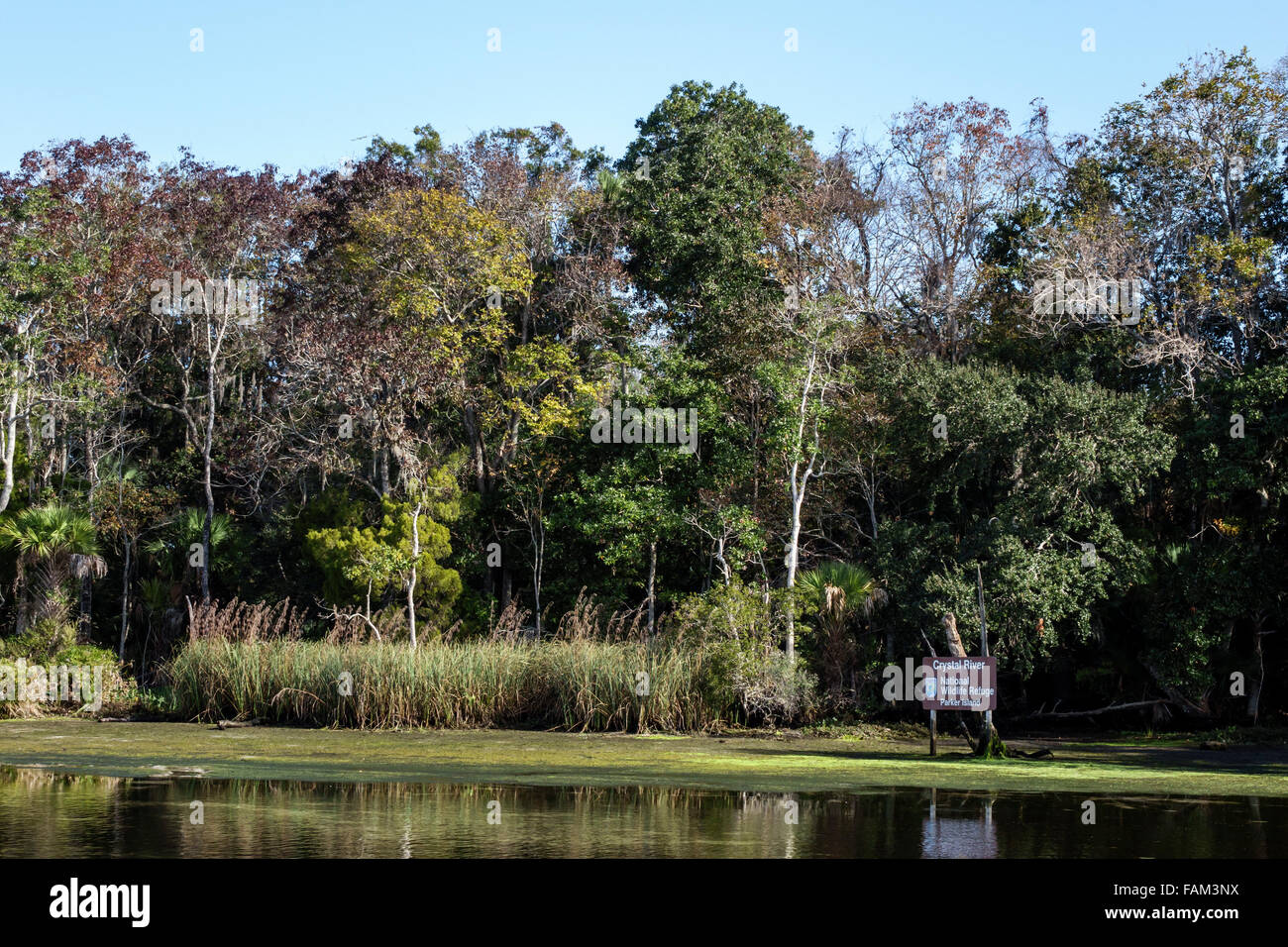 Florida Crystal River water,Kings Bay water,Crystal River water ...