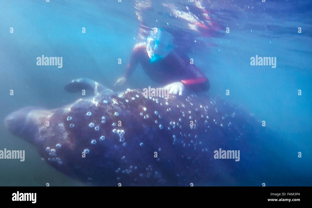 Florida Crystal River water,Kings Bay water,Crystal River water ...