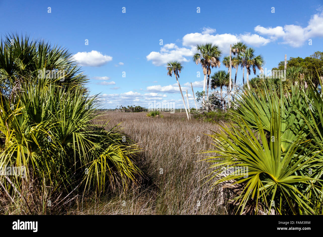 Florida Crystal River water,Fort Island,natural scenery,palm trees ...